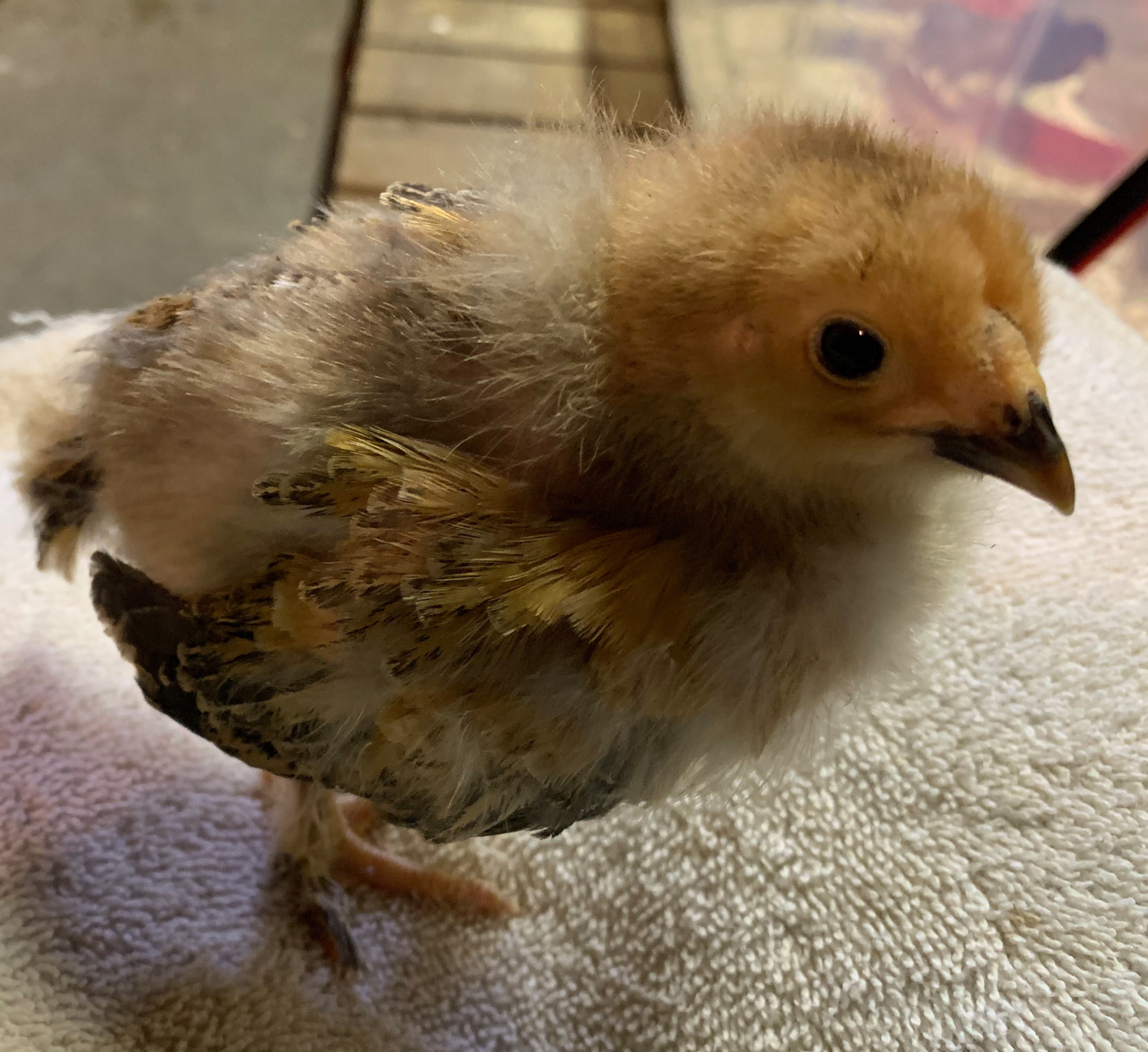 New Chicks On the Block 2020 – Fallen Sky Cluckery
